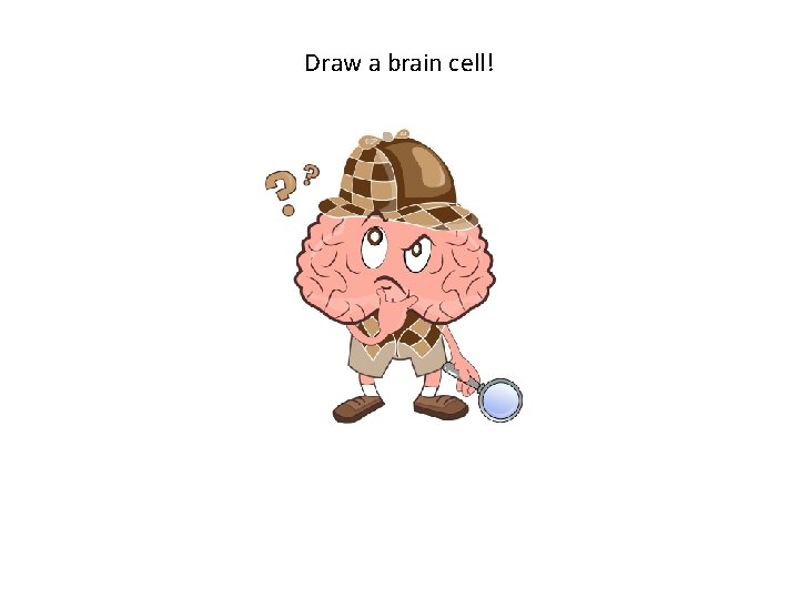 What is the brain made of If you