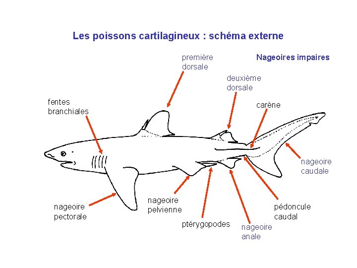 Les Poissons Emmanuel Bernier Les poissons situation phylogntique