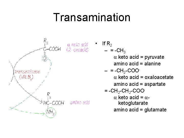 Protein Metabolism Starvation Amino acids released by proteolysis