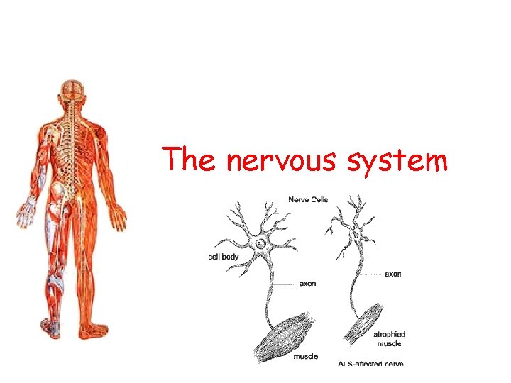 The nervous system Learning objectives Identify the key