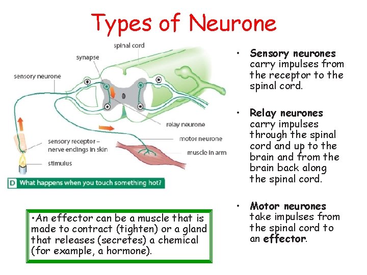 The nervous system Learning objectives Identify the key