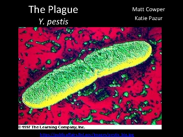 The Plague Y pestis Matt Cowper Katie Pazur