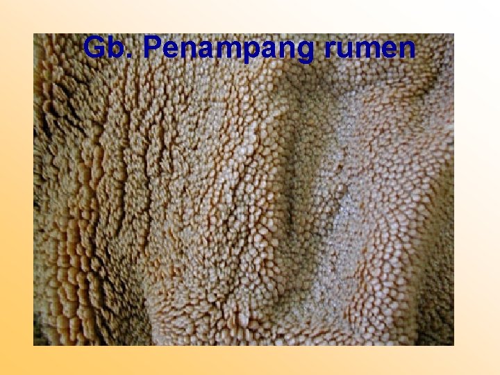 ANATOMI DAN FISIOLOGI PENCERNAAN RUMINANSIA Oleh Prof Dr