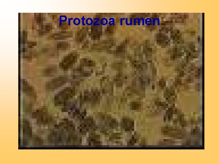 ANATOMI DAN FISIOLOGI PENCERNAAN RUMINANSIA Oleh Prof Dr