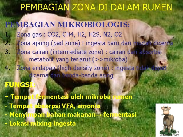 ANATOMI DAN FISIOLOGI PENCERNAAN RUMINANSIA Oleh Prof Dr