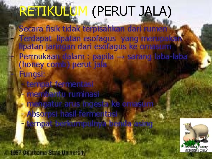 ANATOMI DAN FISIOLOGI PENCERNAAN RUMINANSIA Oleh Prof Dr