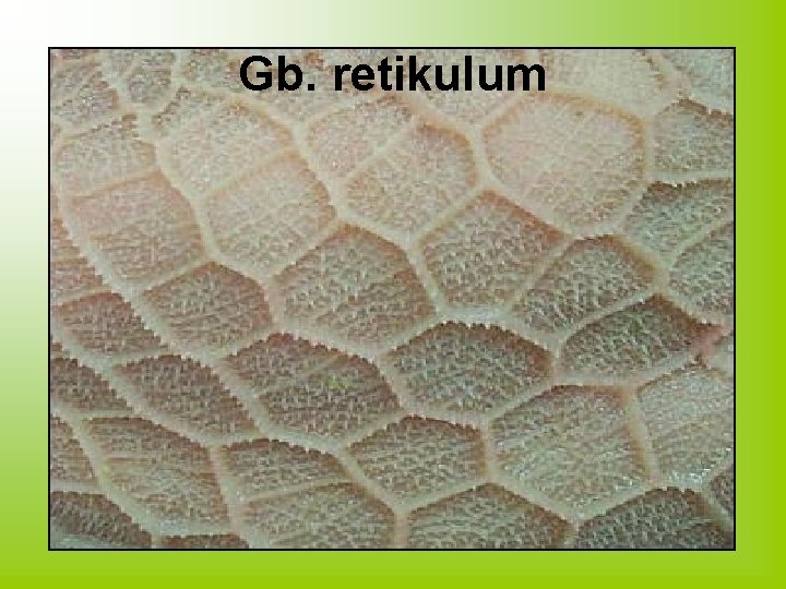 ANATOMI DAN FISIOLOGI PENCERNAAN RUMINANSIA Oleh Prof Dr