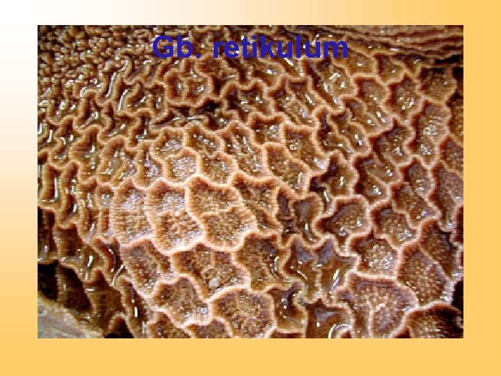 ANATOMI DAN FISIOLOGI PENCERNAAN RUMINANSIA Oleh Prof Dr