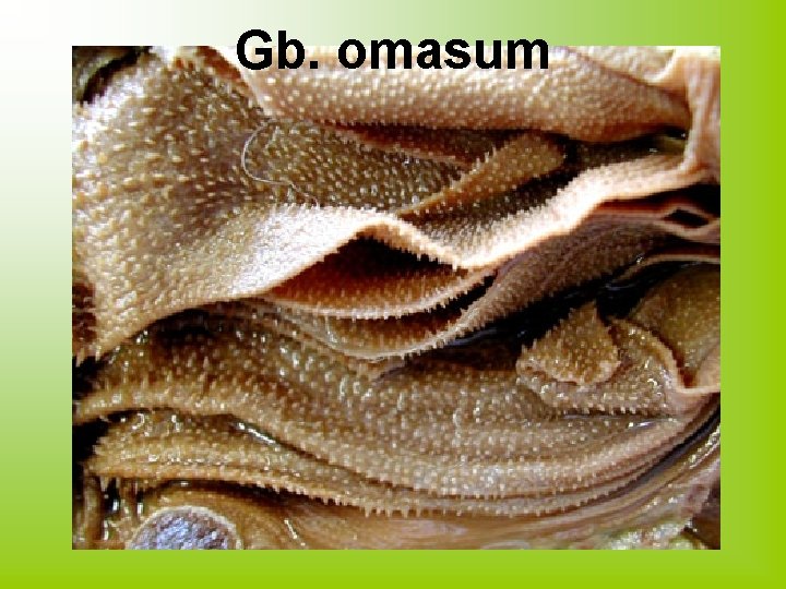 ANATOMI DAN FISIOLOGI PENCERNAAN RUMINANSIA Oleh Prof Dr