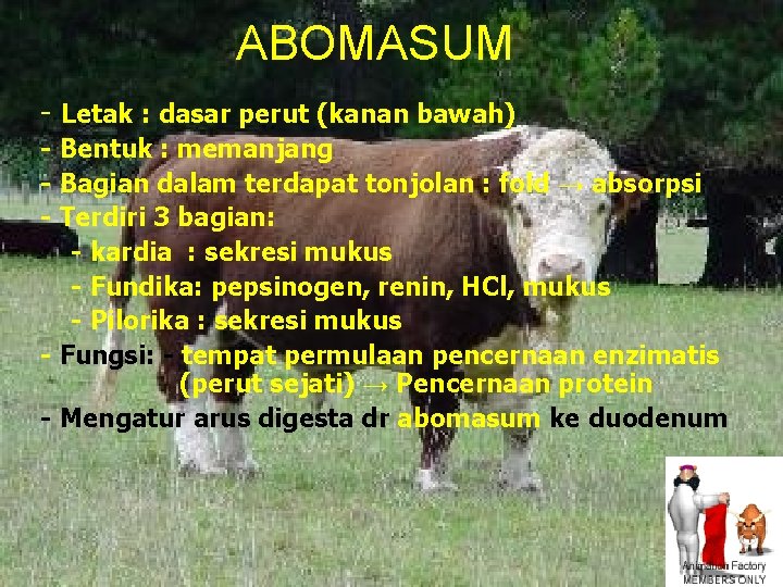 ANATOMI DAN FISIOLOGI PENCERNAAN RUMINANSIA Oleh Prof Dr