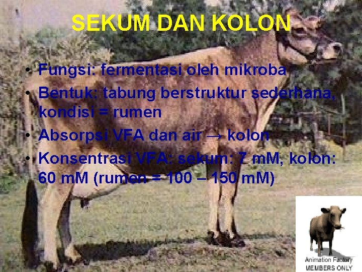 ANATOMI DAN FISIOLOGI PENCERNAAN RUMINANSIA Oleh Prof Dr