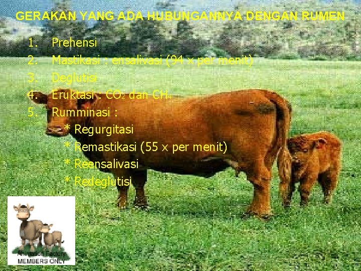 ANATOMI DAN FISIOLOGI PENCERNAAN RUMINANSIA Oleh Prof Dr