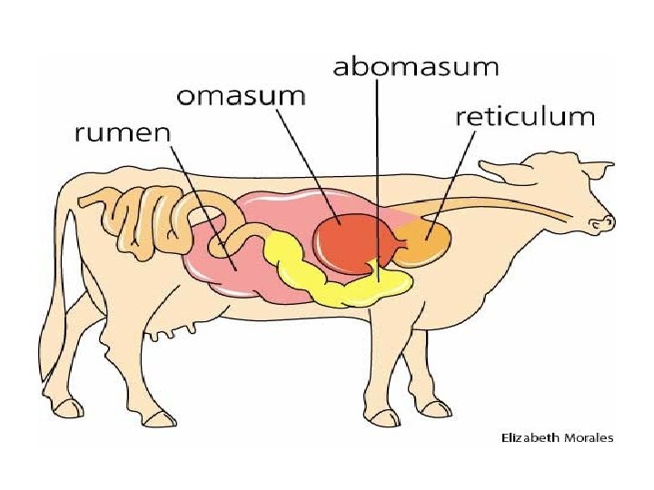 ANATOMI DAN FISIOLOGI PENCERNAAN RUMINANSIA Oleh Prof Dr
