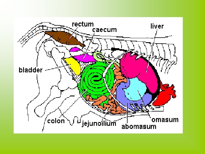 ANATOMI DAN FISIOLOGI PENCERNAAN RUMINANSIA Oleh Prof Dr