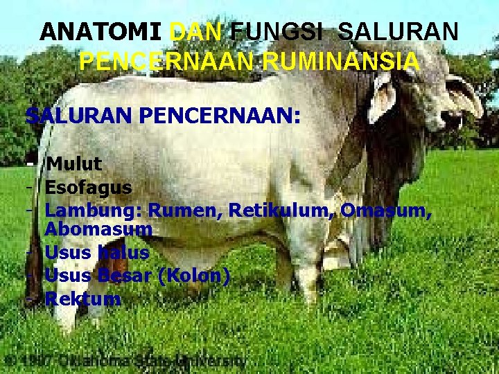 ANATOMI DAN FISIOLOGI PENCERNAAN RUMINANSIA Oleh Prof Dr