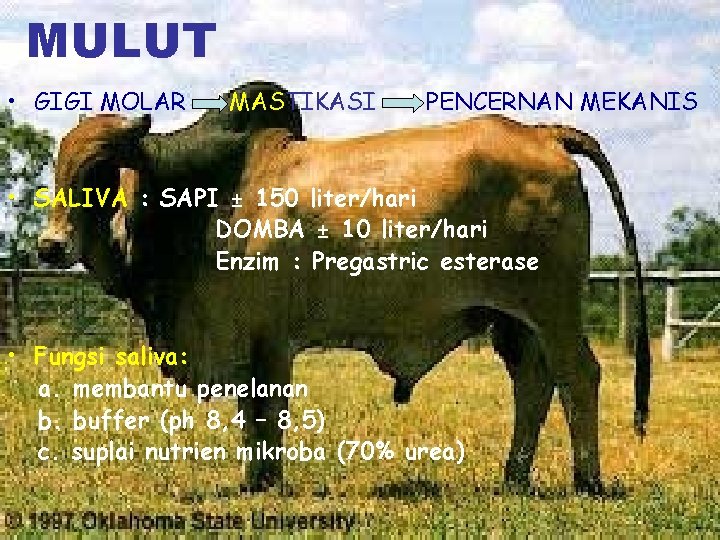 ANATOMI DAN FISIOLOGI PENCERNAAN RUMINANSIA Oleh Prof Dr