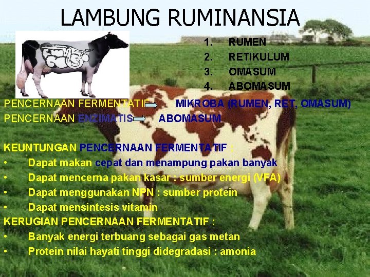 ANATOMI DAN FISIOLOGI PENCERNAAN RUMINANSIA Oleh Prof Dr