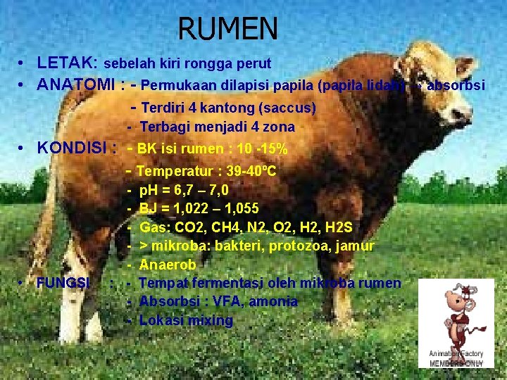 ANATOMI DAN FISIOLOGI PENCERNAAN RUMINANSIA Oleh Prof Dr