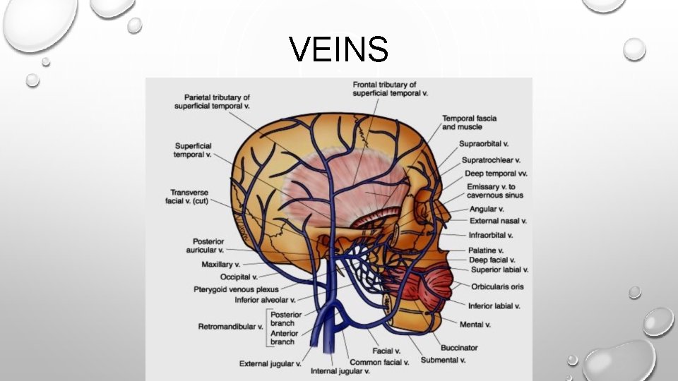 IN THE NAME OF GOD EAR Ear Auris