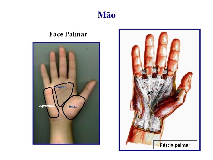 ANATOMIA TOPOGRFICA DOS MEMBROS SUPERIORES AULA 4 Ossos