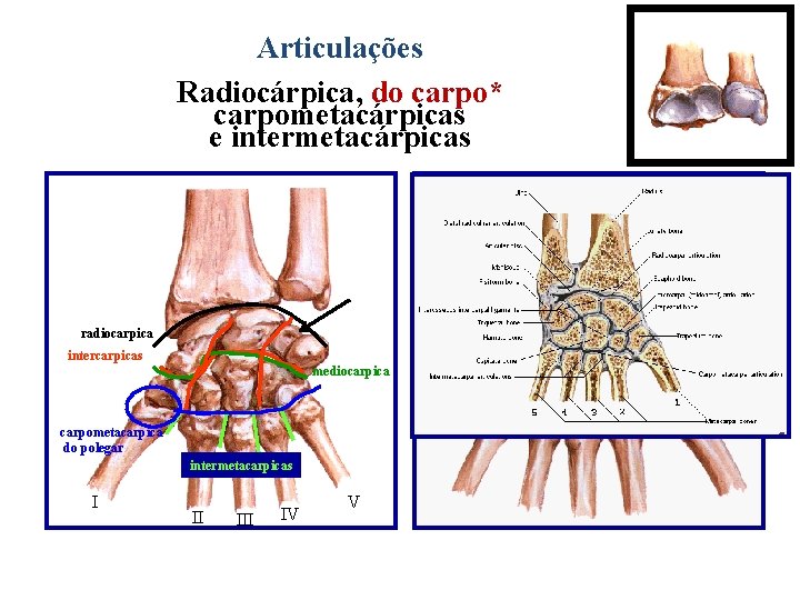 ANATOMIA TOPOGRFICA DOS MEMBROS SUPERIORES AULA 4 Ossos