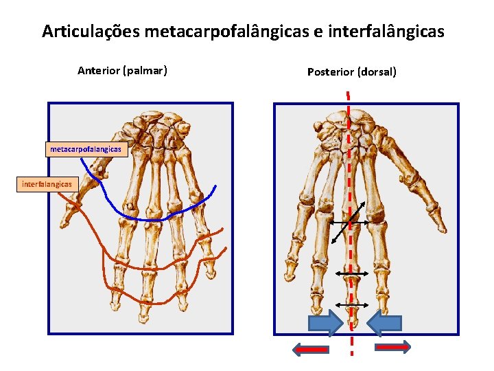 ANATOMIA TOPOGRFICA DOS MEMBROS SUPERIORES AULA 4 Ossos