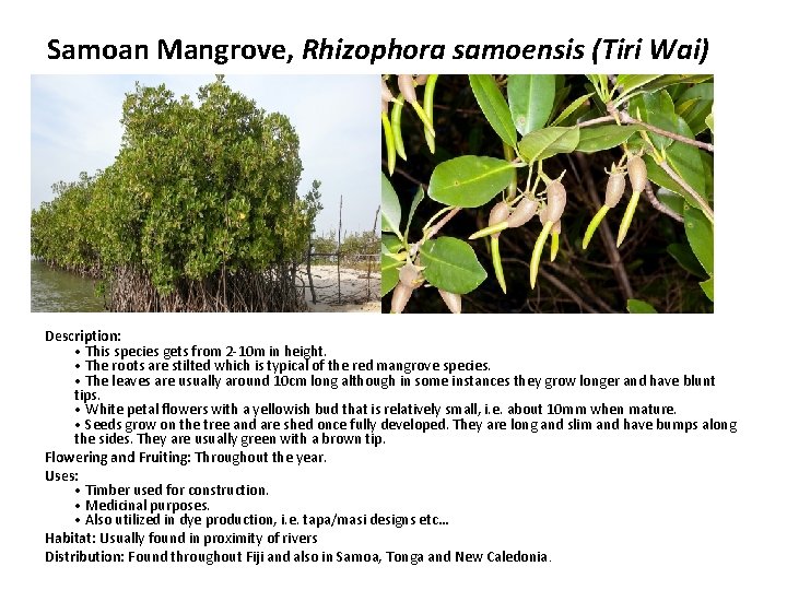 Mangroves Location Importance and Threats in Fiji Viliame