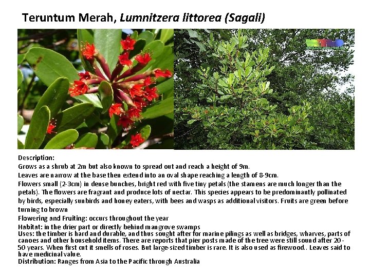 Mangroves Location Importance and Threats in Fiji Viliame