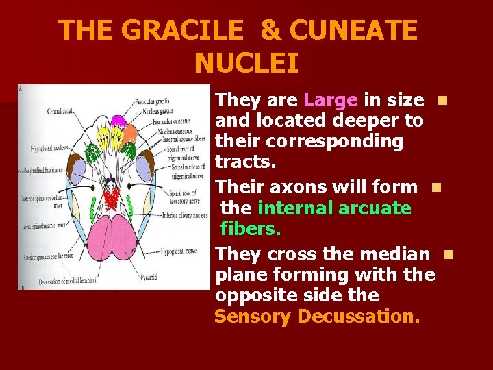 CLOSED MEDULLA MOTOR DECUSSATION The medulla is traversed