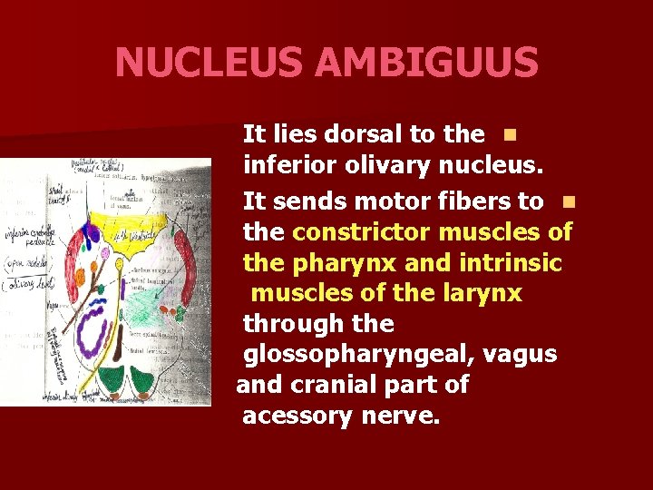CLOSED MEDULLA MOTOR DECUSSATION The medulla is traversed