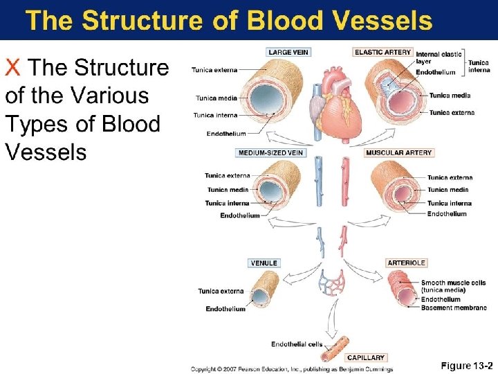 13 1 ARTERIES ARTERIOLES CAPILLARIES VENULES AND VEINS