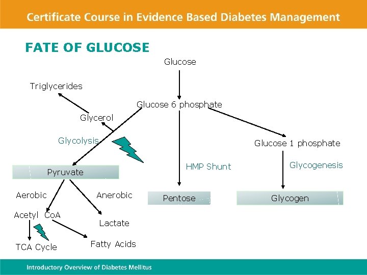 Introduction To Diabetes Mellitus Basic Concepts What Is