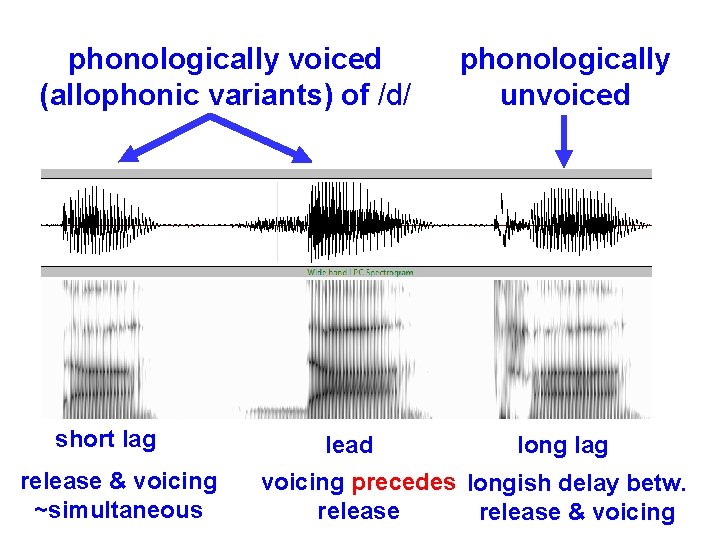 Stop Consonant Voicing and 2 nd language learning