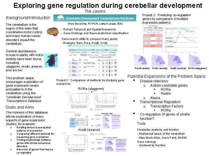 Exploring gene regulation during cerebellar development The Jasons