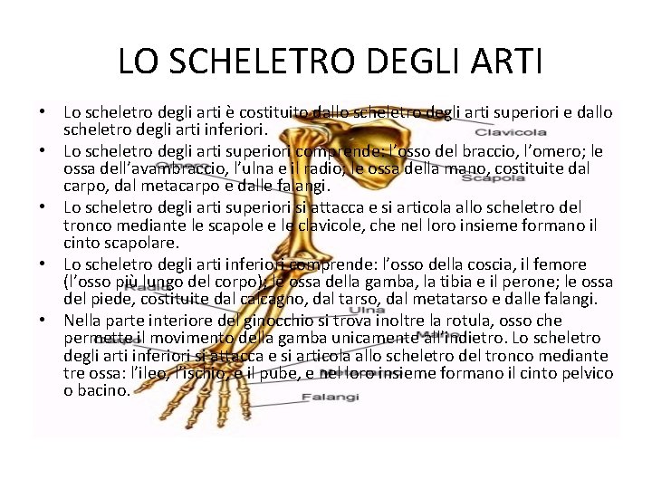 IL SISTEMA SCHELETRICO Con il termine scheletro si
