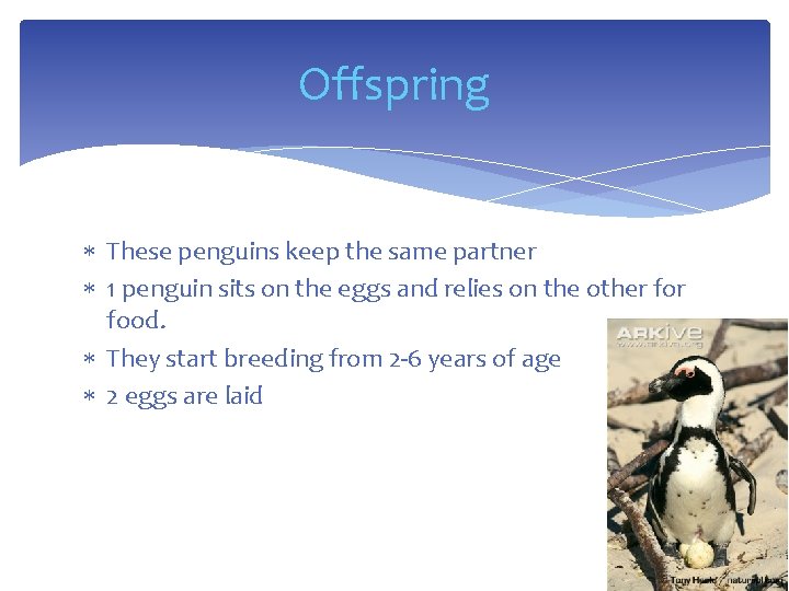 African Penguin By Jessie Habitat The African Penguin