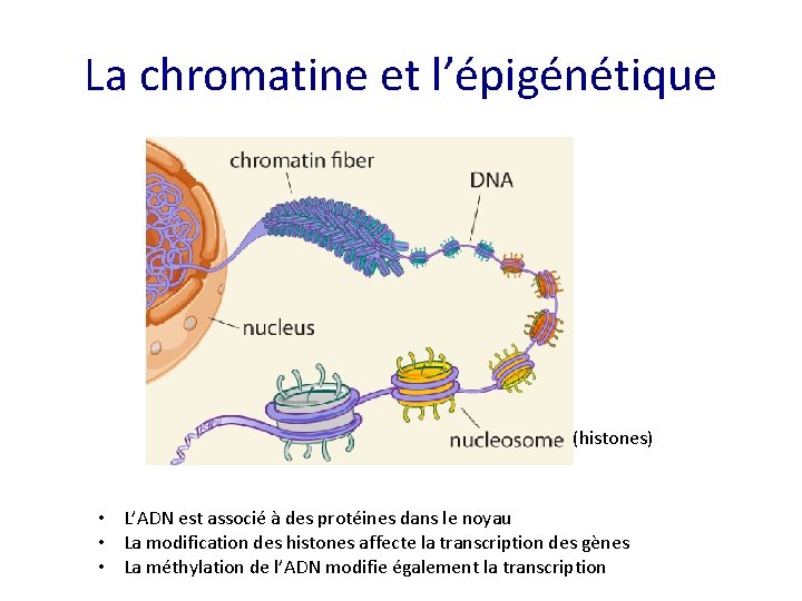 La gnomique du laboratoire de recherche aux applications