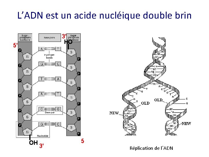 La gnomique du laboratoire de recherche aux applications
