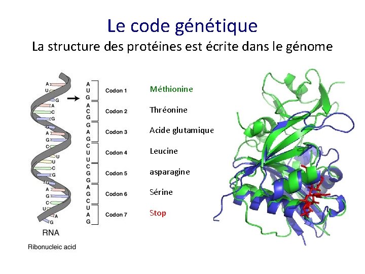 La gnomique du laboratoire de recherche aux applications