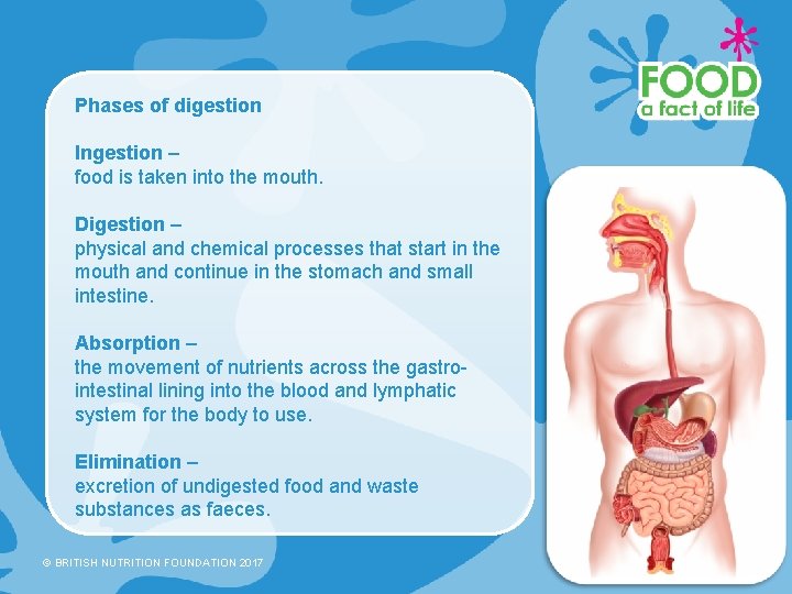 The digestion process Foundation BRITISH NUTRITION FOUNDATION 2017