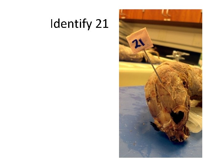Mink Dissection Practice Practical Identify these muscles Close