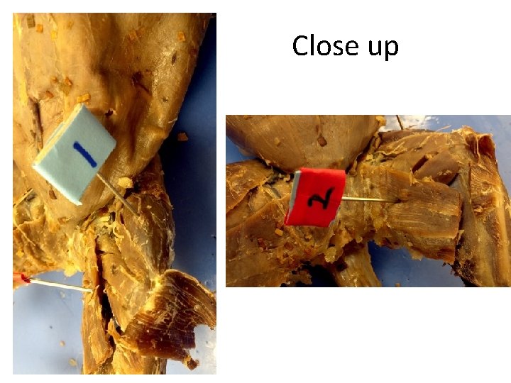 Mink Dissection Practice Practical Identify these muscles Close