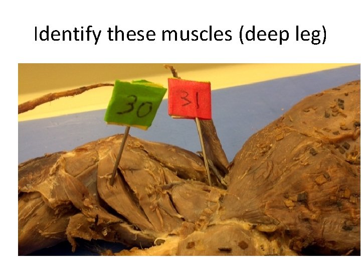 Mink Dissection Practice Practical Identify these muscles Close