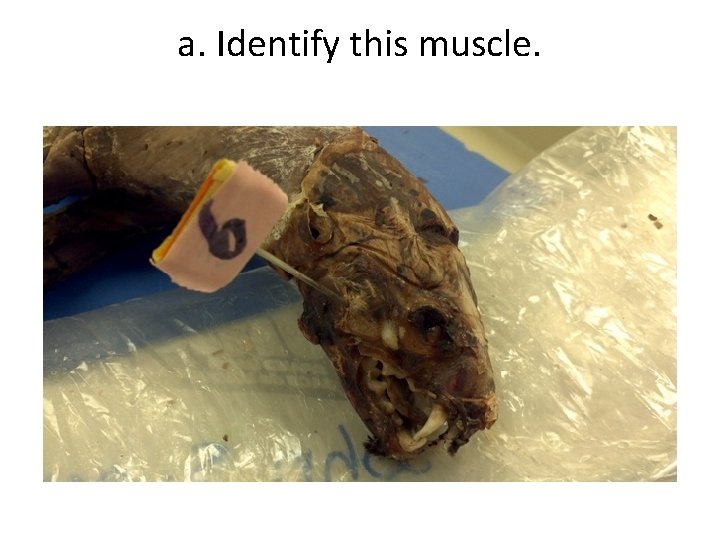 Mink Dissection Practice Practical Identify these muscles Close