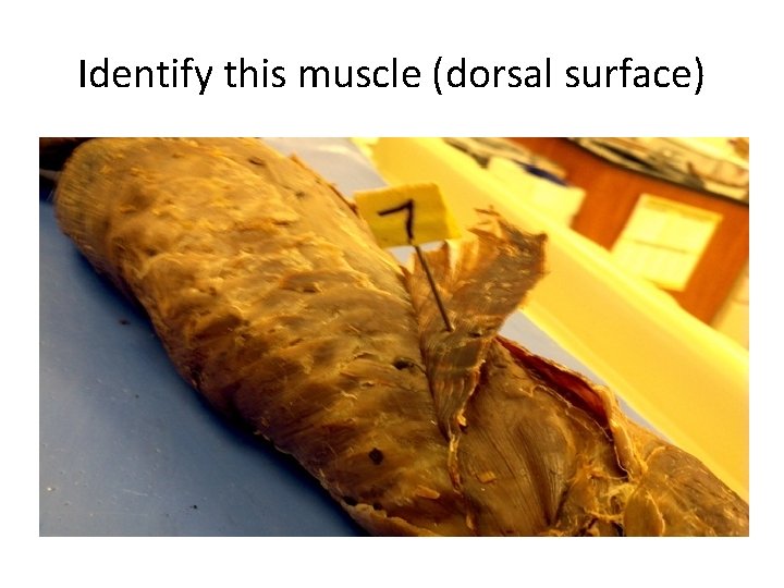 Mink Dissection Practice Practical Identify these muscles Close