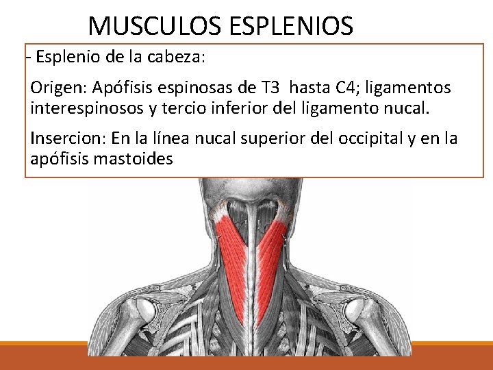 UNIVERSIDAD AUTNOMA DEL ESTADO DE MXICO FACULTAD DE