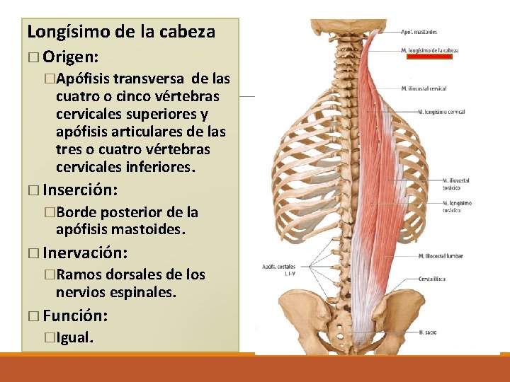 UNIVERSIDAD AUTNOMA DEL ESTADO DE MXICO FACULTAD DE