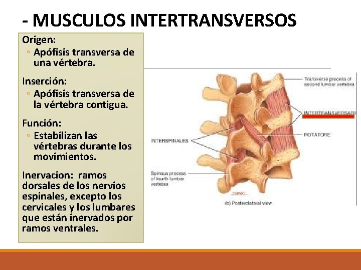 UNIVERSIDAD AUTNOMA DEL ESTADO DE MXICO FACULTAD DE