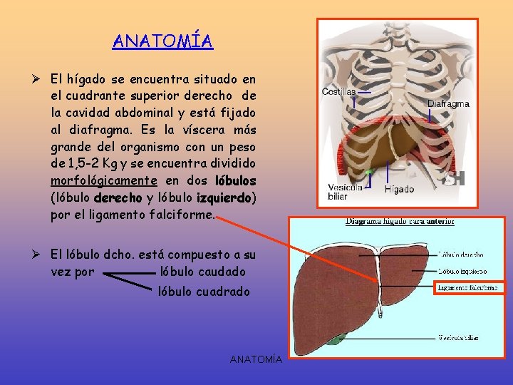 ANATOMA El hgado se encuentra situado en el