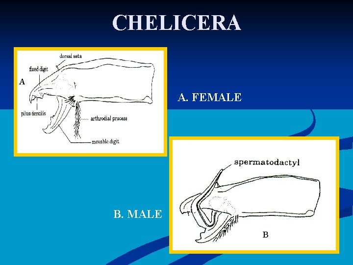 MITES ARACHNIDA ACARI COLLECTION PREPARATION MOUNTING LABELING STORAGE